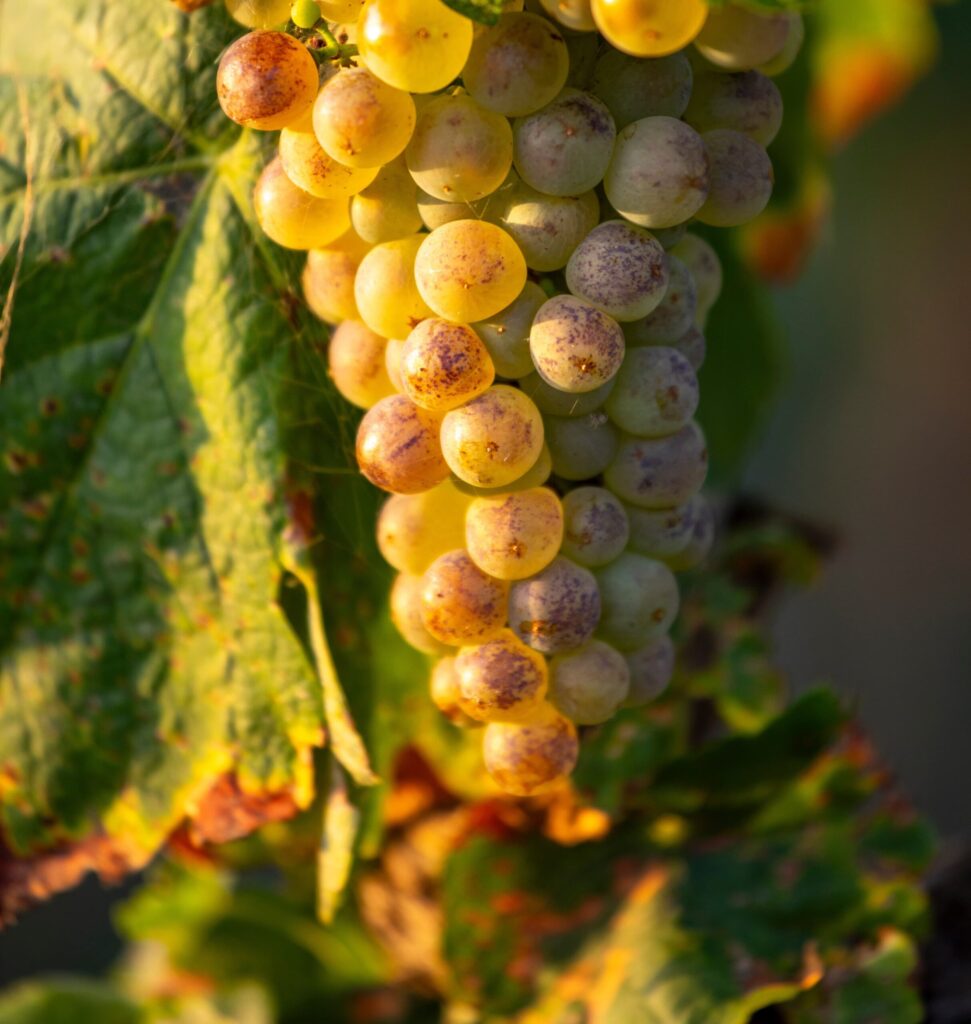 Le Terroir de la Clairette de Die | Caves Carod